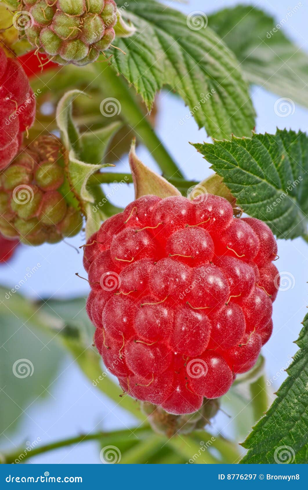 Red Raspberry stock image. Image of green, nutritious - 8776297