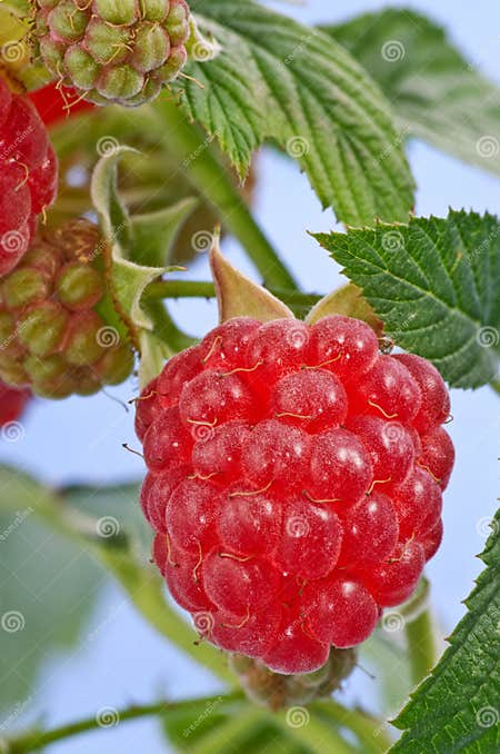 Red Raspberry stock image. Image of green, nutritious - 8776297