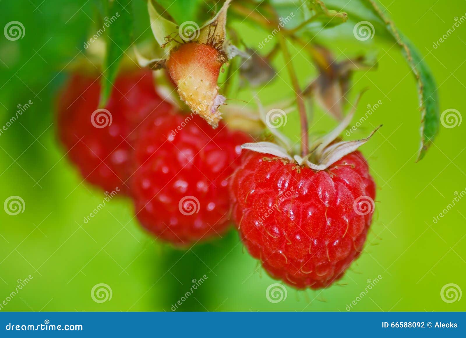 Red raspberry stock photo. Image of fresh, green, berry - 66588092