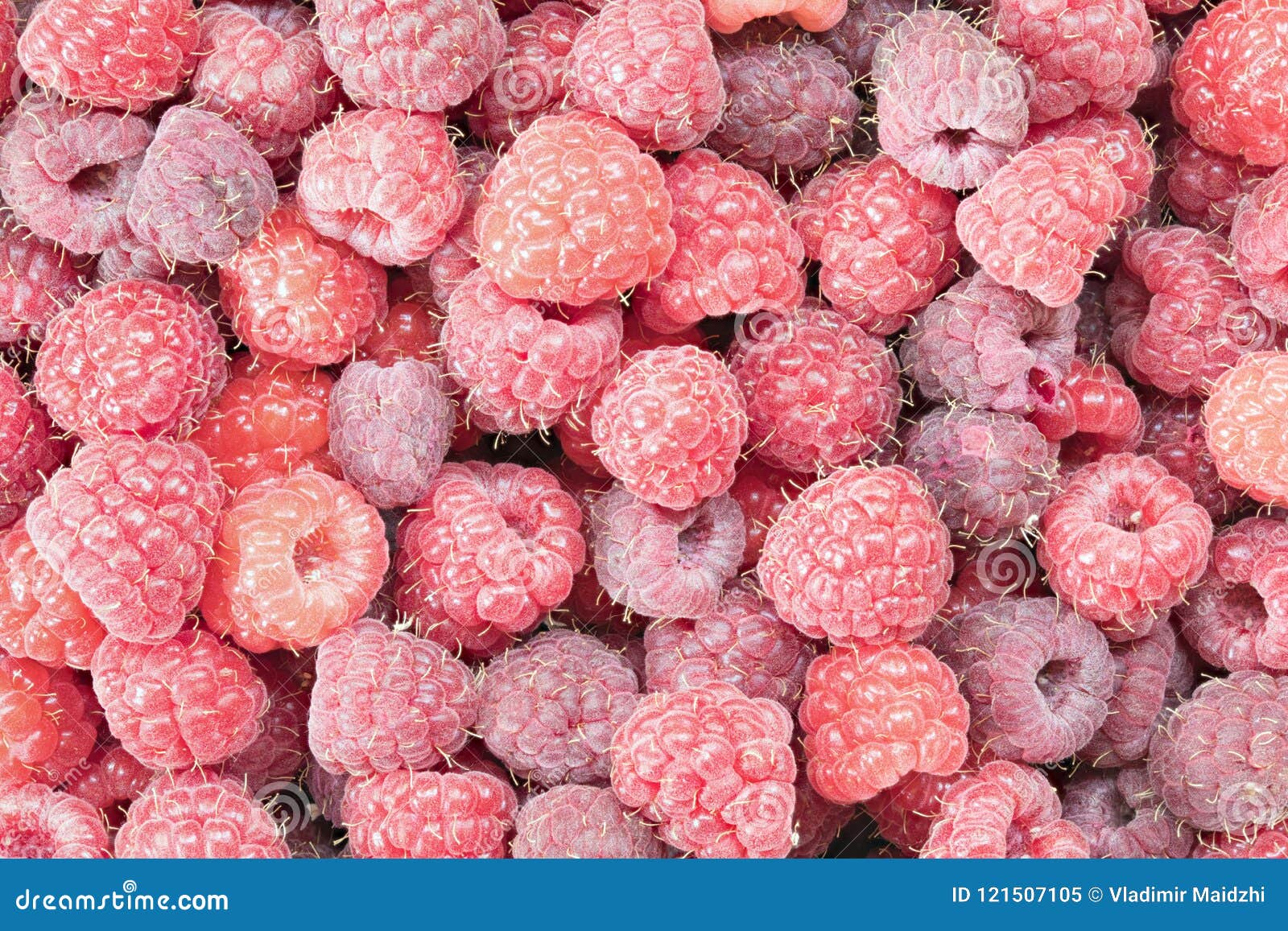 Red Raspberry Berries Background or Texture Stock Image - Image of ...