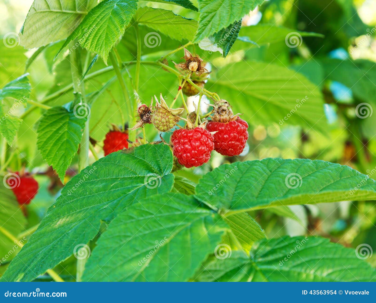 Red Raspberry Berries in Green Leaves in Garden Stock Photo - Image of ...