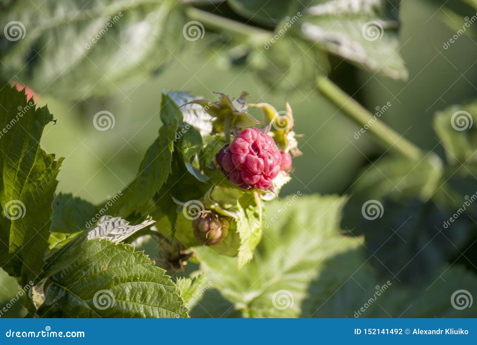 Red Raspberry Berries Hang on the Branches. Raspberry Plantation ...