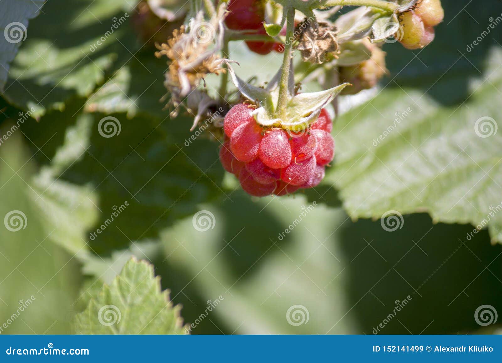 Red Raspberry Berries Hang on the Branches. Raspberry Plantation ...