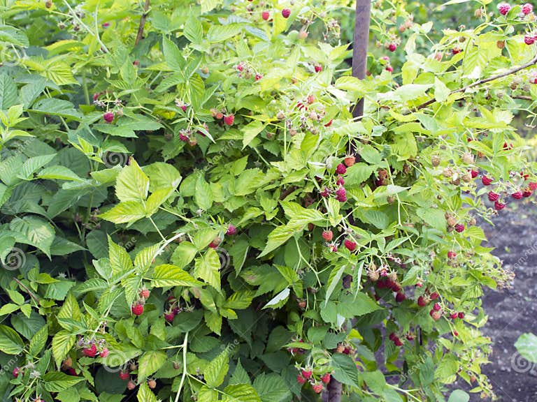 ..red Raspberry Berries Hang on the Branches Stock Photo - Image of ...