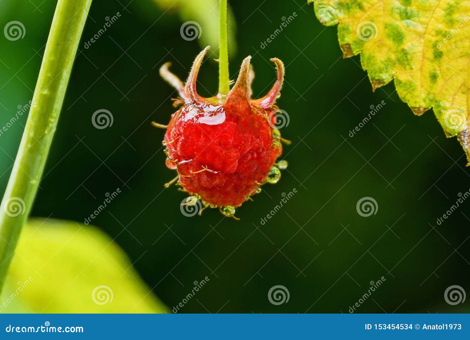 Red Raspberry Berry on a Branch in Drops of Water Stock Photo - Image ...