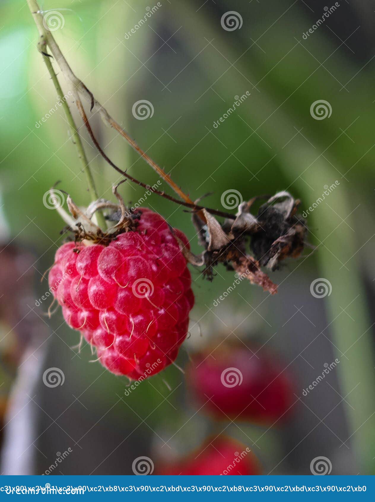 Red Raspberry Berry among the Greenery of the Bush Stock Image - Image ...