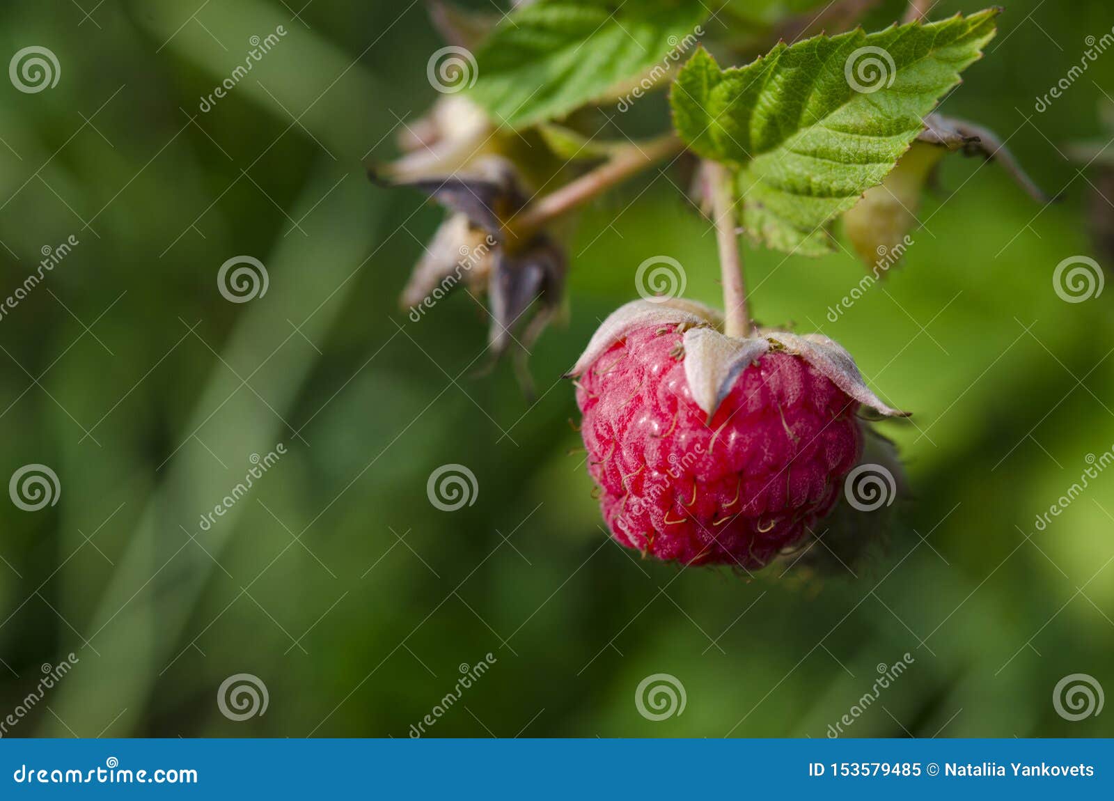 Red Raspberry Berry Grows on a Bush with Green Leaves Stock Image ...