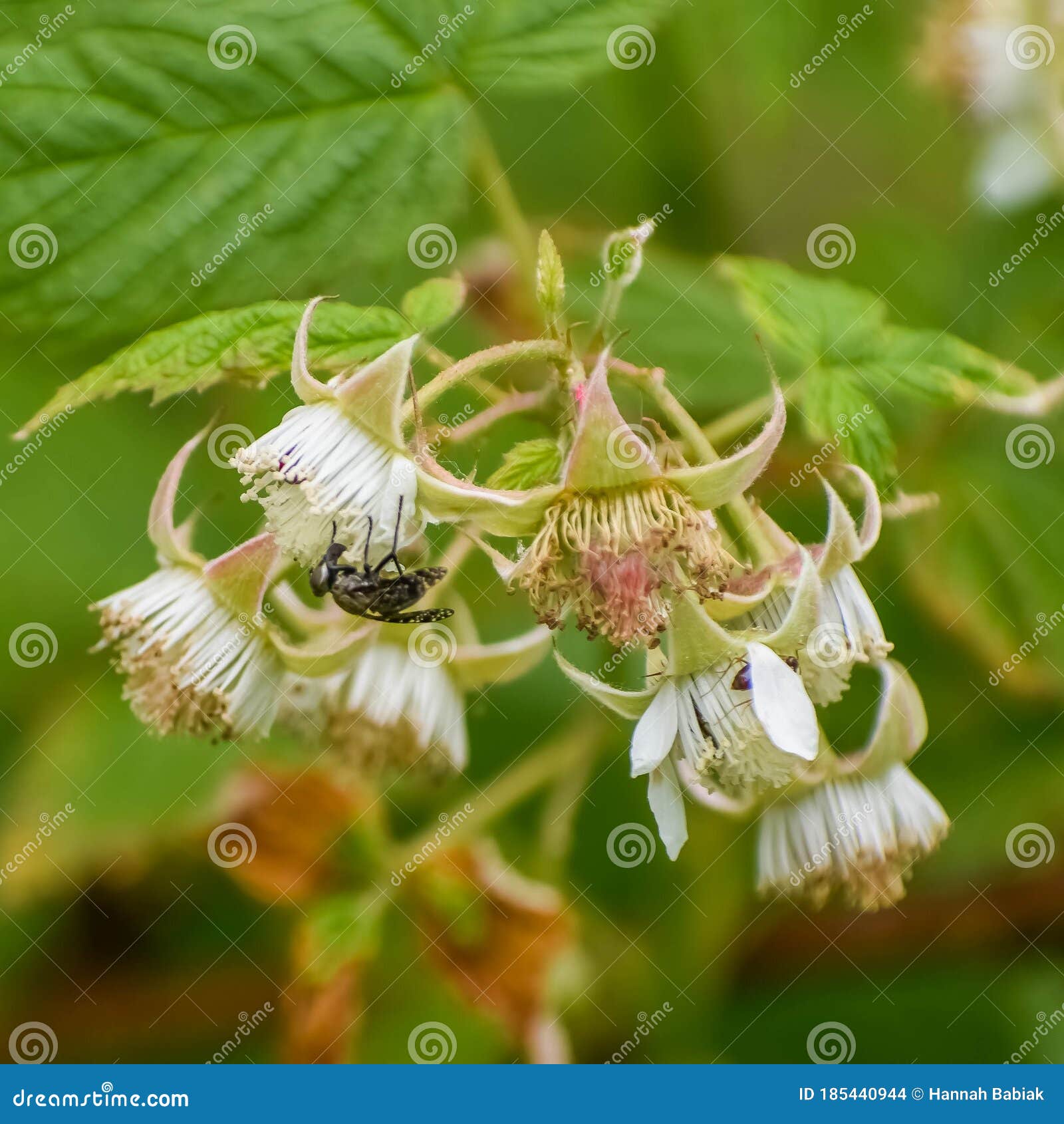Red Raspberry Blossoms with Pollinators Stock Photo - Image of nature ...
