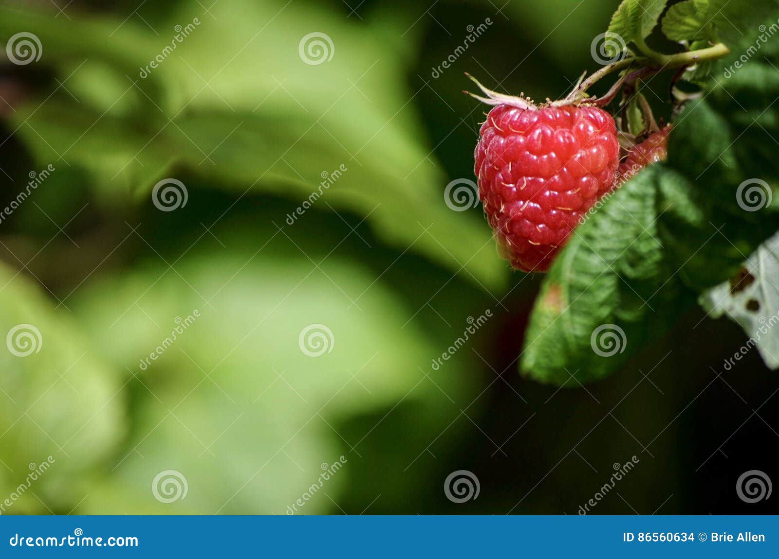 Red Raspberry Bush stock photo. Image of gardening, closeup - 86560634