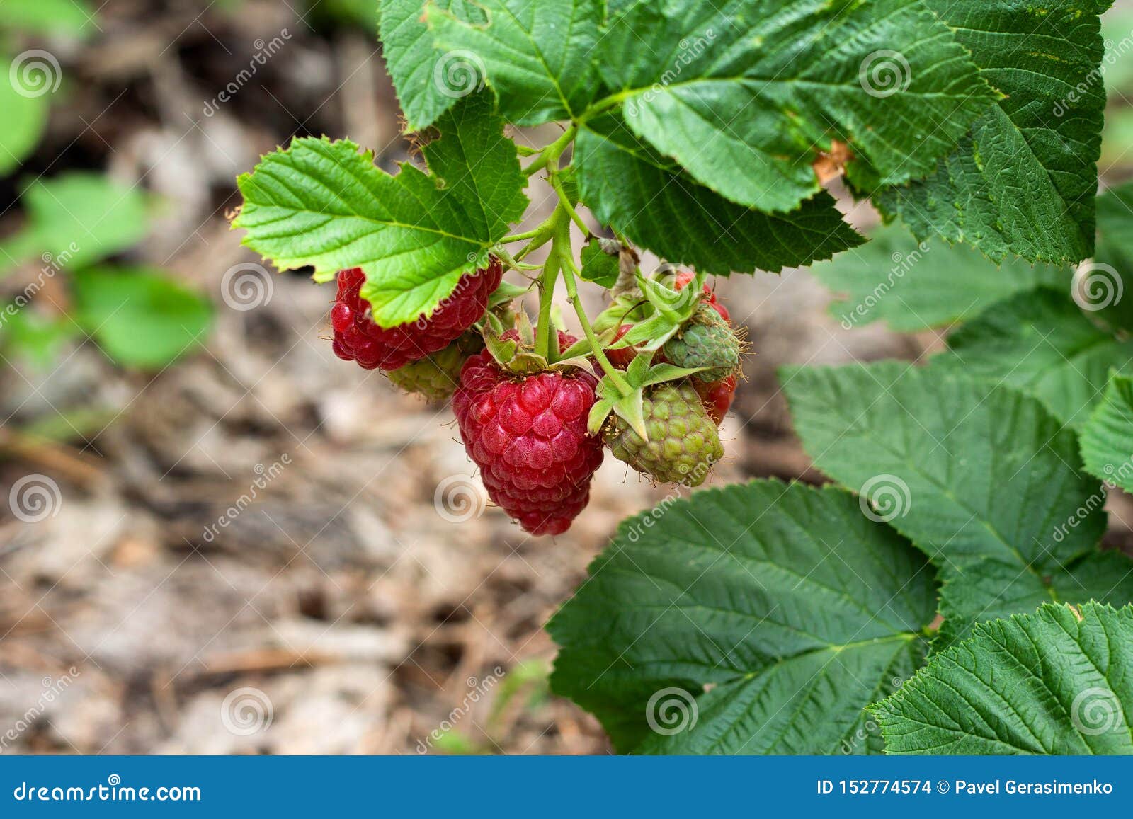 Red Raspberry Bush in the Garden Stock Photo - Image of healthy, farm ...