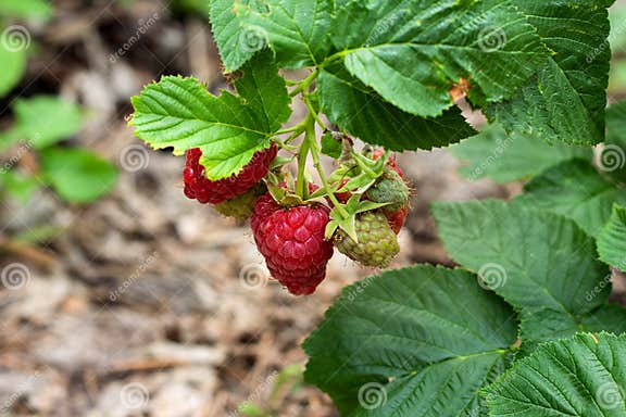 Red Raspberry Bush in the Garden Stock Photo - Image of healthy, farm ...
