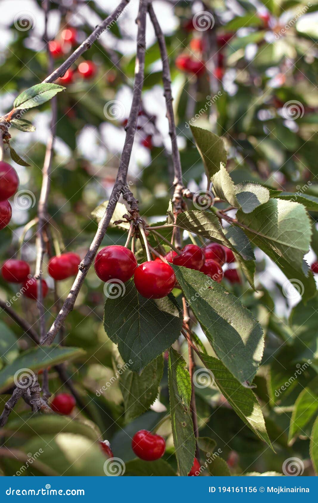 Red-raspberry Cherry, Red Cherry, Cherry Berries, Stock Photo - Image ...