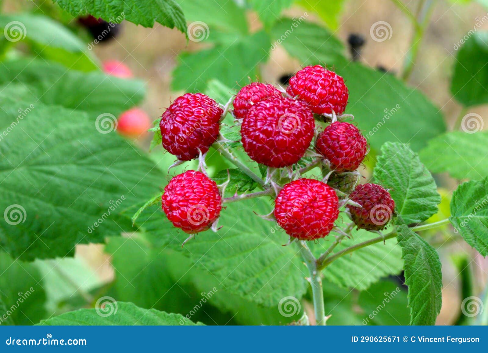 Red Raspberry Fruit Cluster with Green Leaves 01 Stock Image - Image of ...