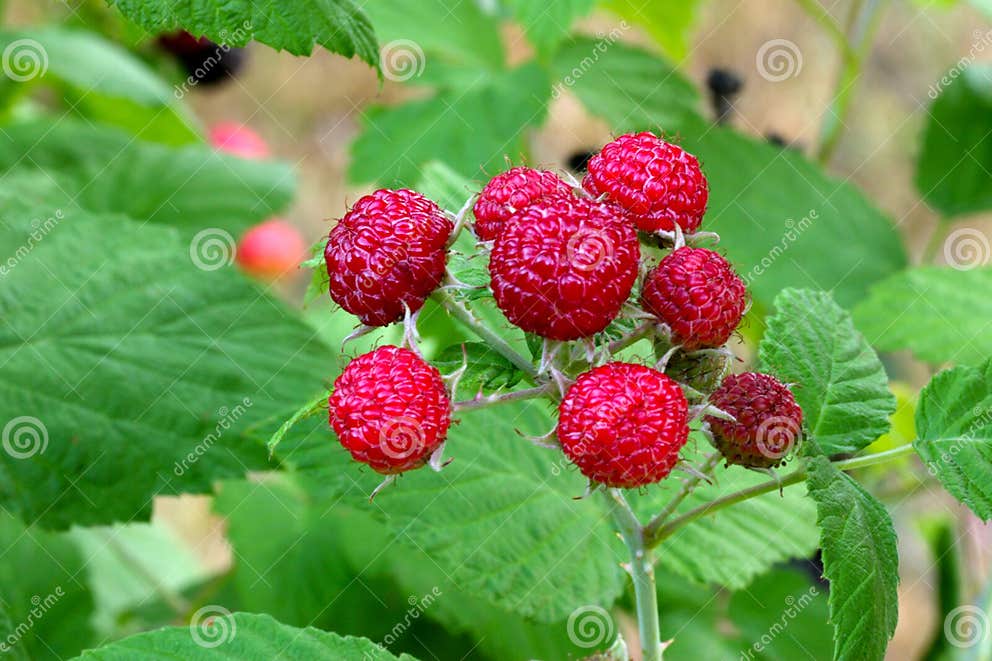 Red Raspberry Fruit Cluster with Green Leaves 01 Stock Image - Image of ...