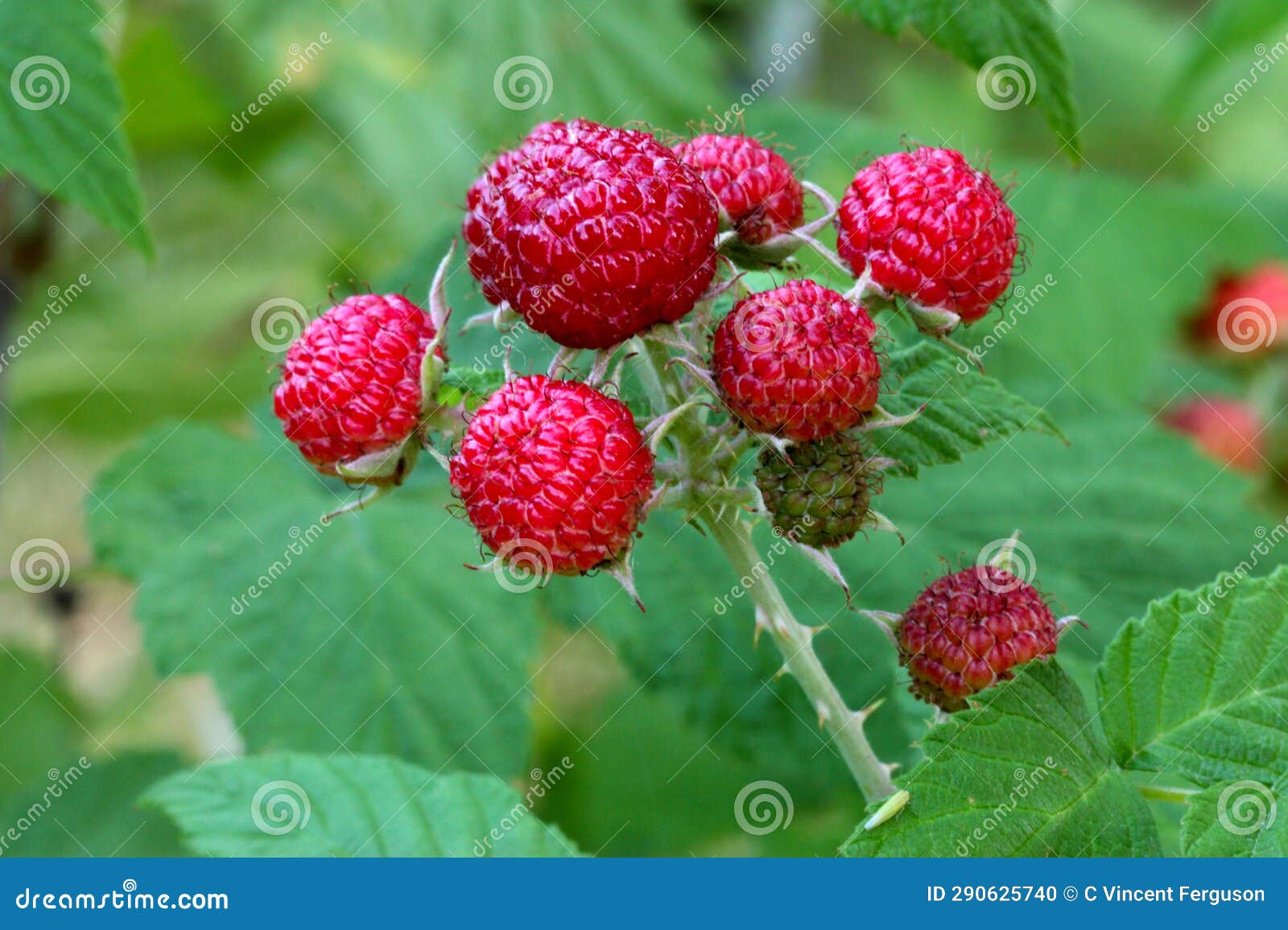 Red Raspberry Fruit Cluster with Green Leaves 02 Stock Photo - Image of ...