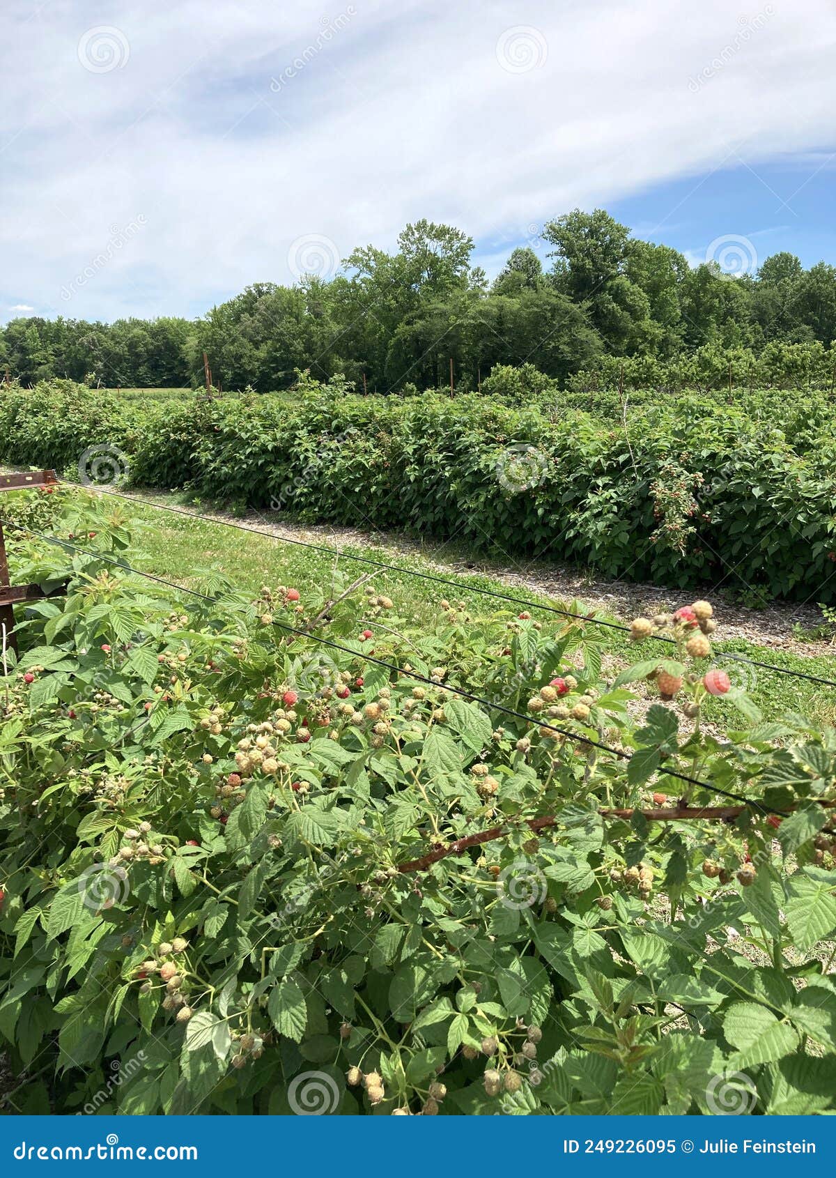 Red Raspberry Farm Field stock image. Image of bushes - 249226095