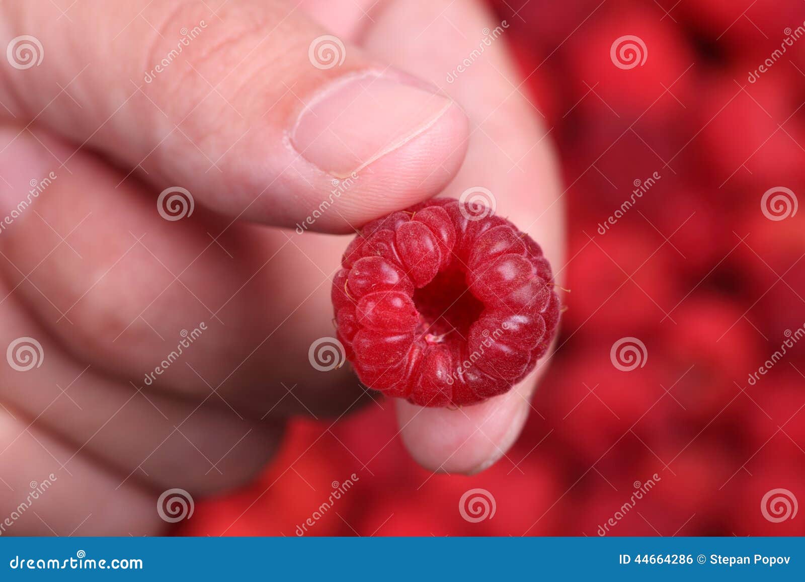 Red Raspberry in the Fingers Stock Photo - Image of finger, index: 44664286