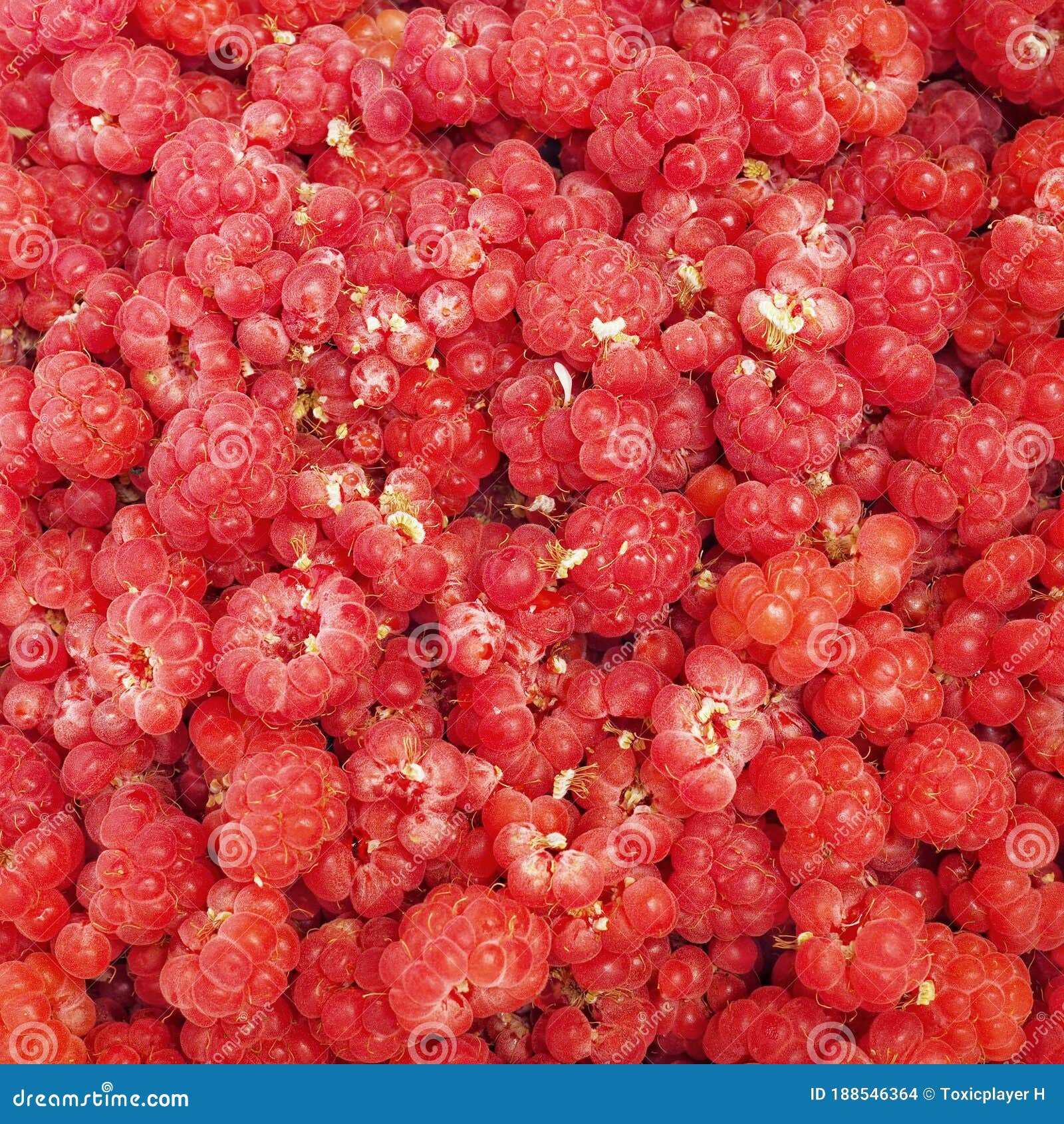 Red Raspberry Freshly Picked from the Bush. Aggregate Juicy Fruit ...