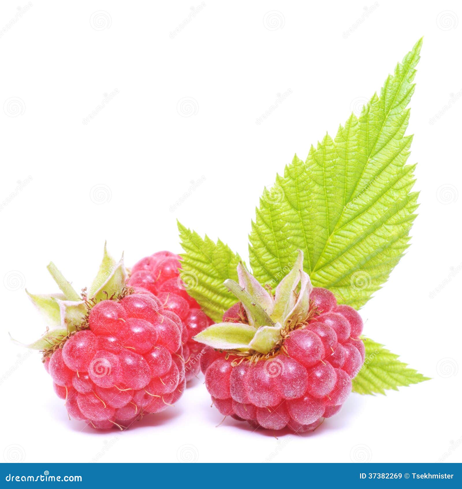 Red Raspberry Fruits Isolated Stock Image - Image of studio, juicy ...