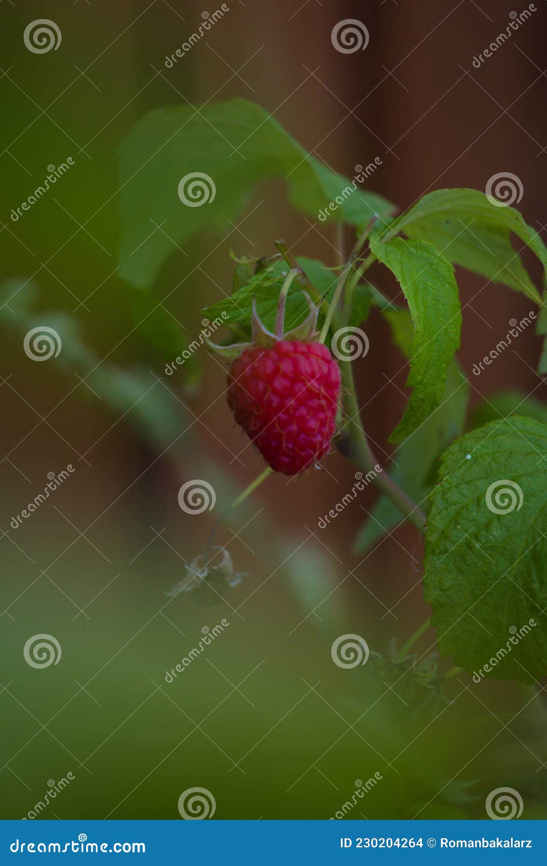 Red raspberry stock photo. Image of plant, produce, wildflower - 230204264