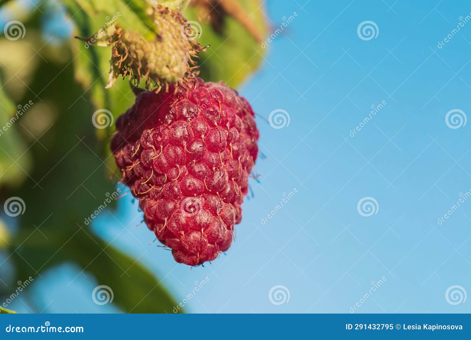 Red Raspberry with Green Leaves on the Background of the Blue Sky ...
