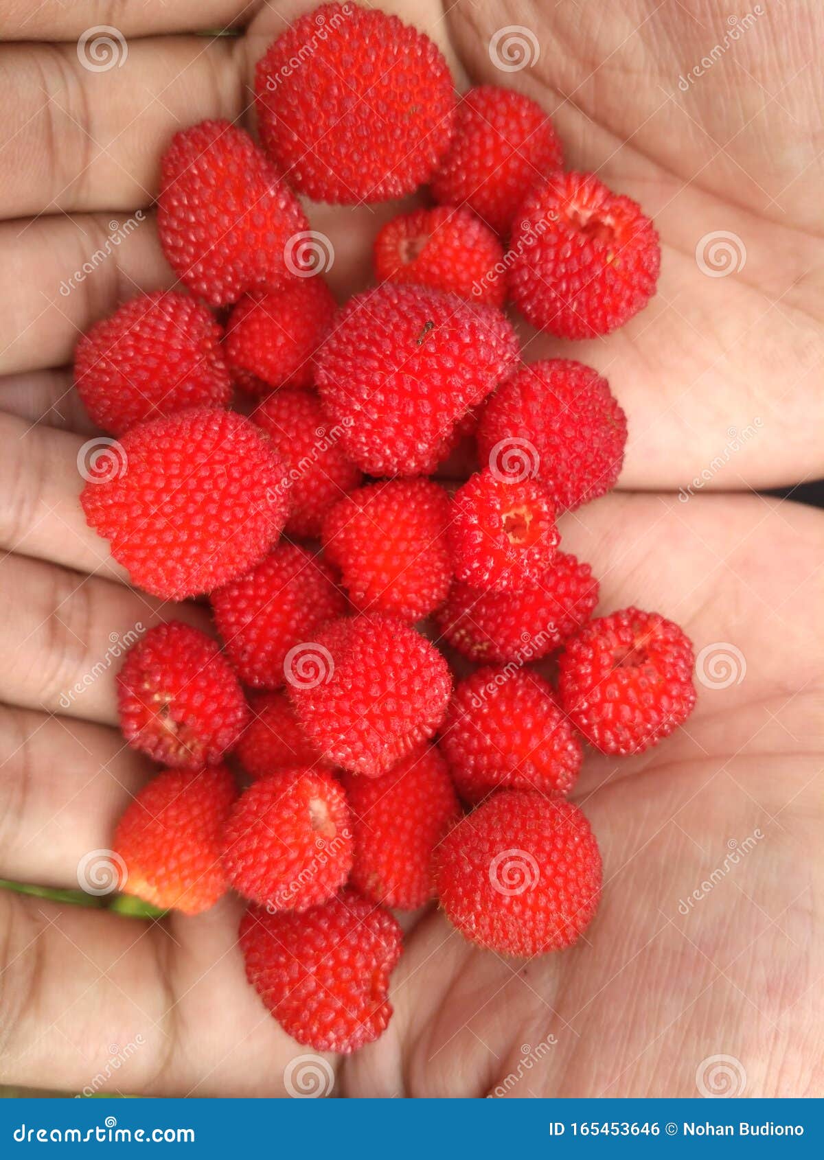 Red raspberry on hand stock photo. Image of raspberry - 165453646