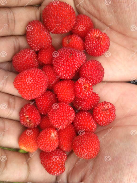 Red raspberry on hand stock photo. Image of raspberry - 165453646