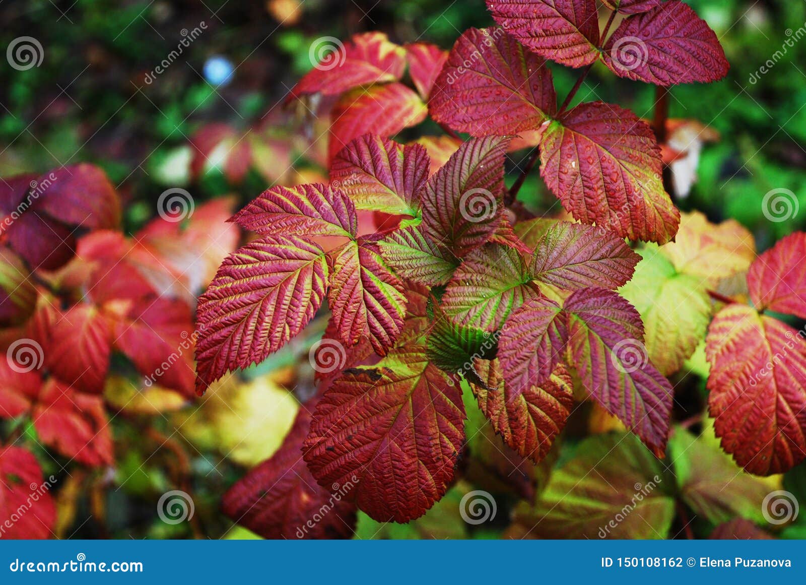 Red Raspberry Leaves in Autumn Stock Photo - Image of forest, november ...