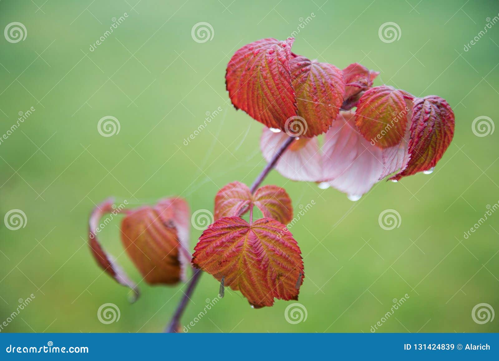 Red Raspberry Leaves with Water Drops on a Blurred Stock Image - Image ...