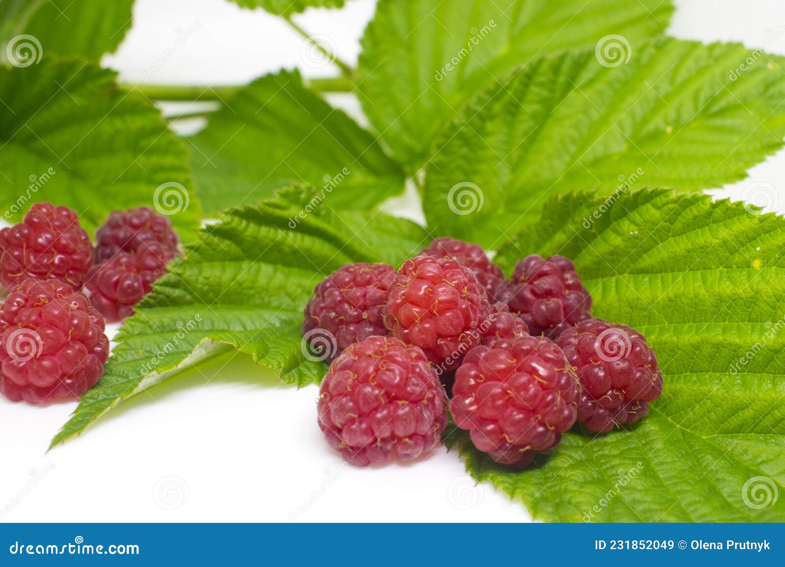 Red Raspberry with Leaves on White Background. Stock Image - Image of ...