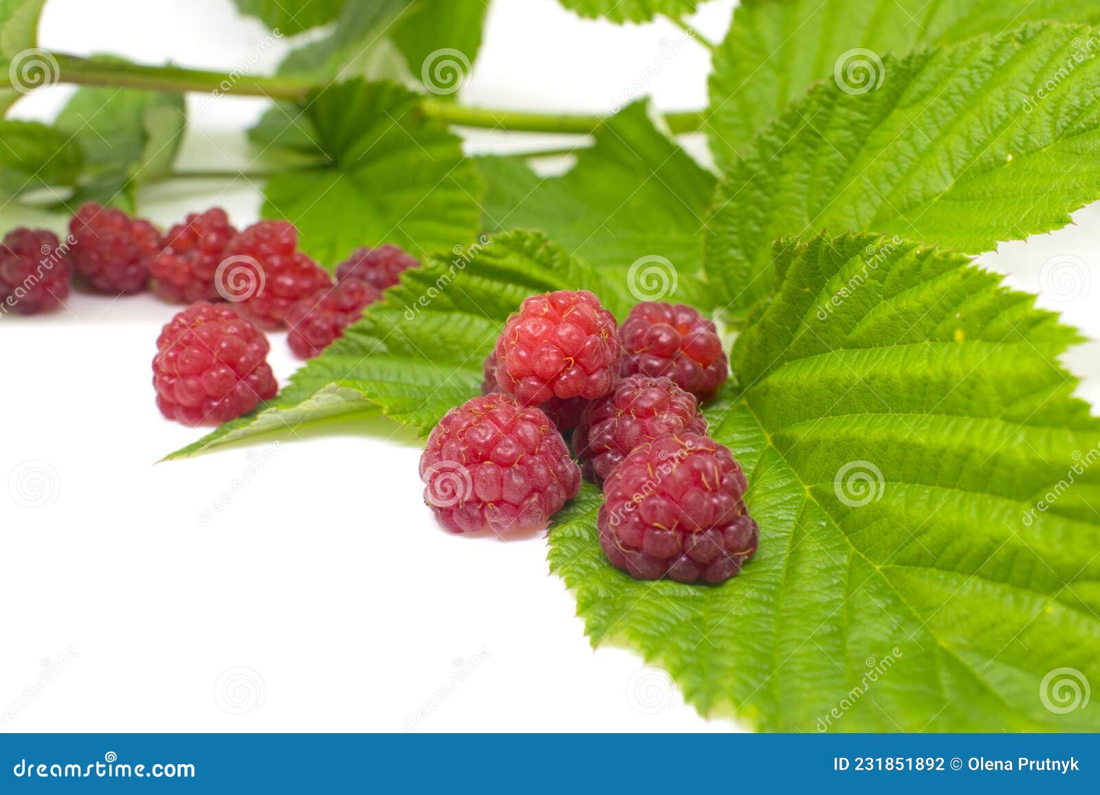 Red Raspberry with Leaves on White Background. Stock Photo - Image of ...