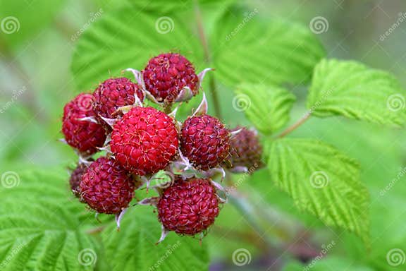 Red Raspberry Green Leaf Mandala 03 Stock Photo - Image of leaves ...
