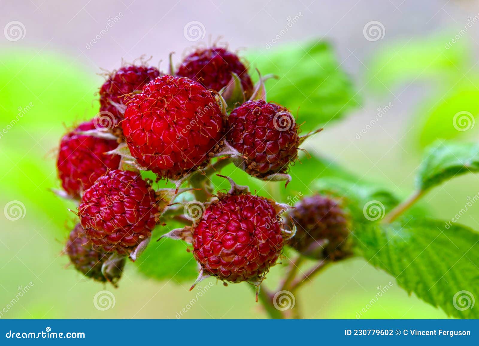 Red Raspberry Green Leaf Mandala 05 Stock Photo - Image of fruit ...