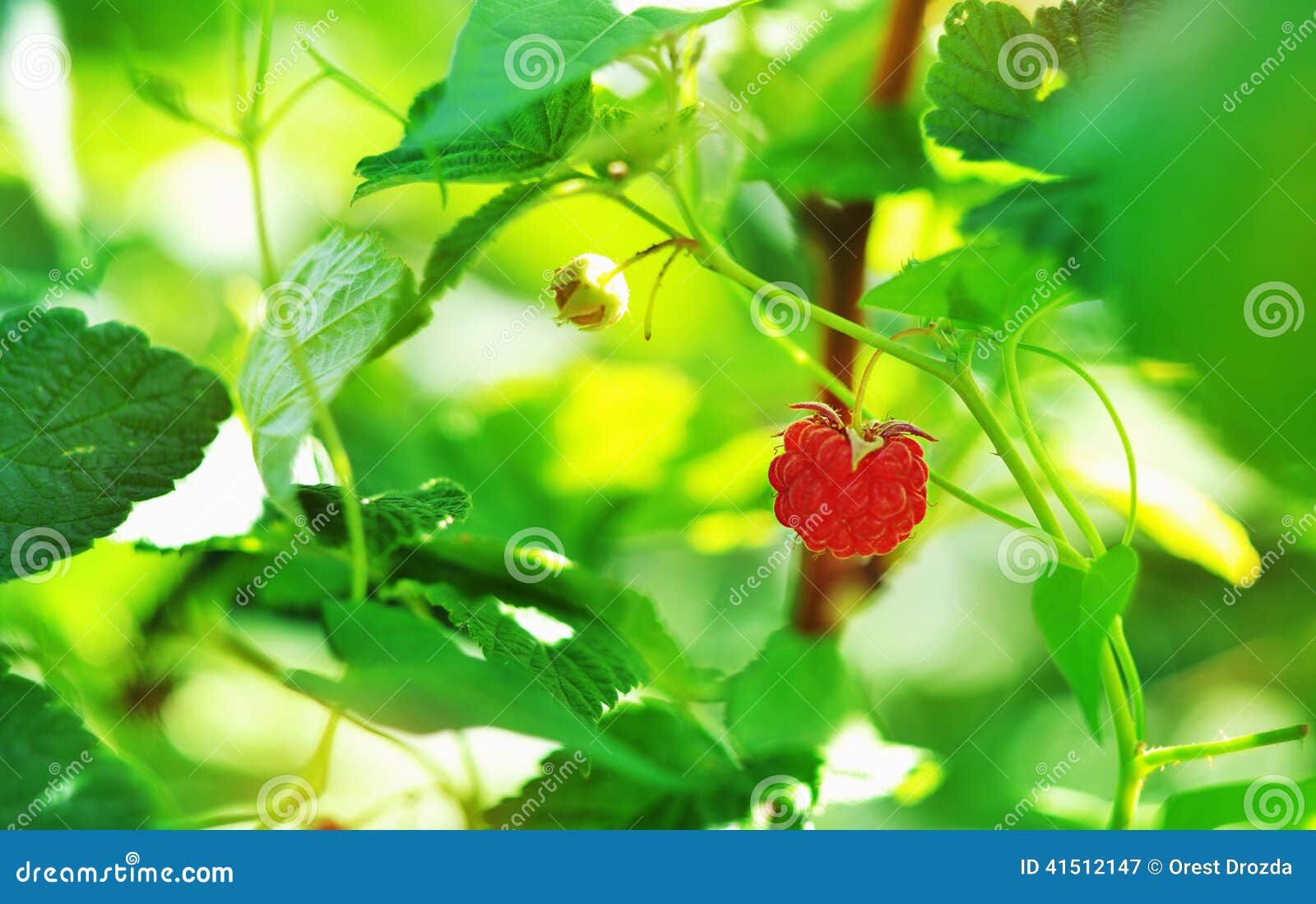 Red raspberry stock image. Image of bunch, closeup, vegetarian - 41512147
