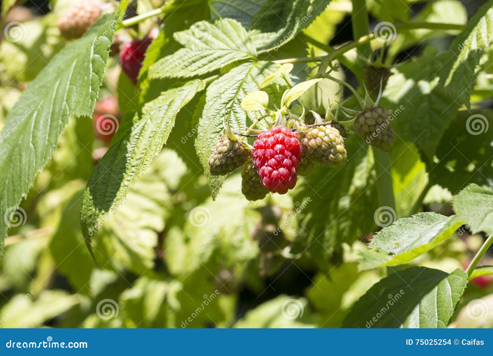 Red Raspberry on Plant Varieties Tulameen Stock Photo - Image of summer ...