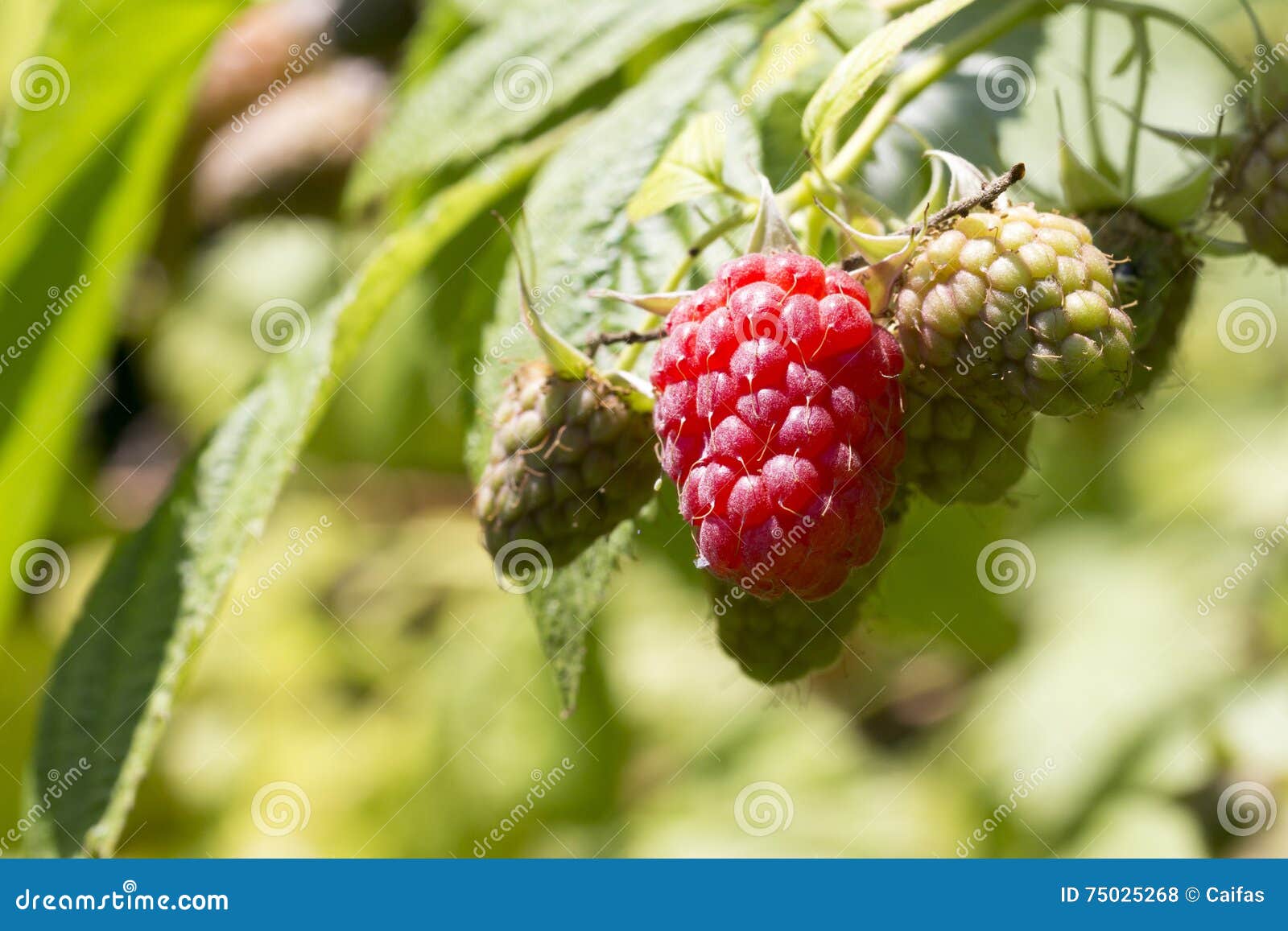 Red Raspberry on Plant Varieties Tulameen Stock Photo - Image of ...