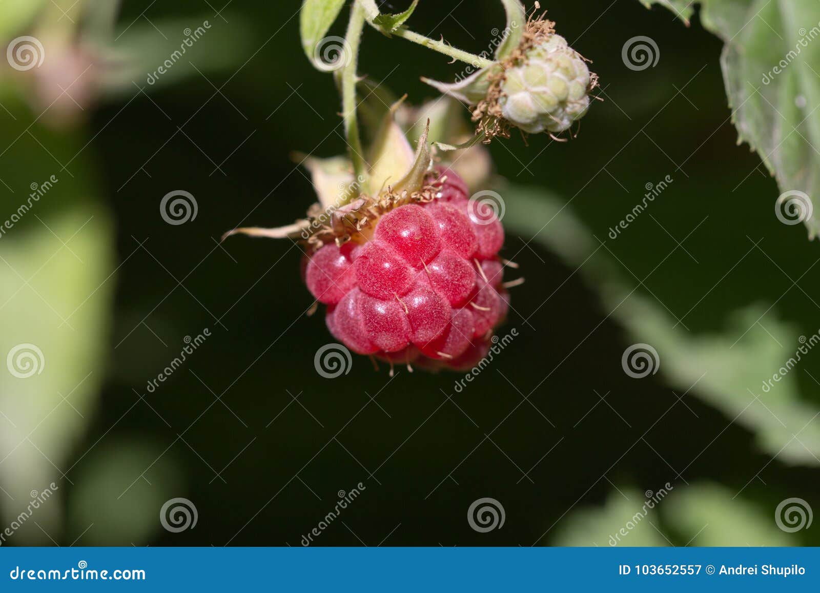 Red raspberry stock image. Image of garden, group, vegetarian - 103652557