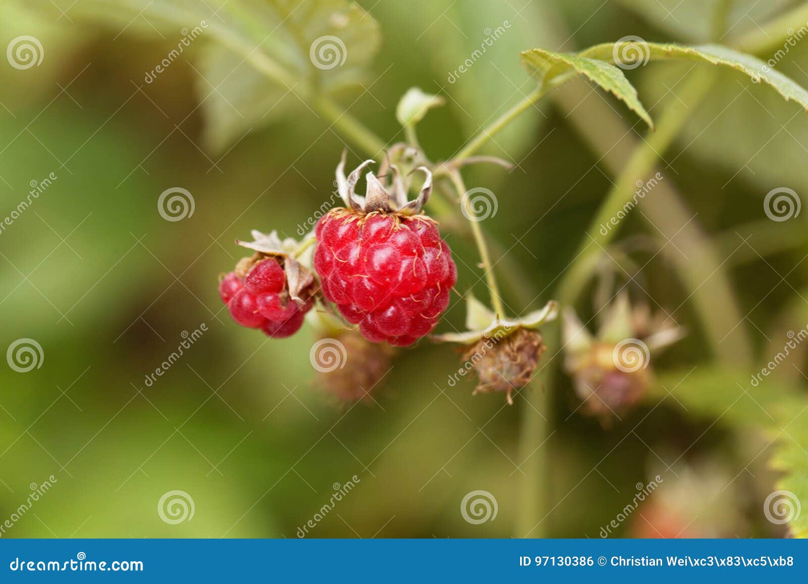 Red Raspberry, Rubus Idaeus Stock Photo - Image of berry, food: 97130386