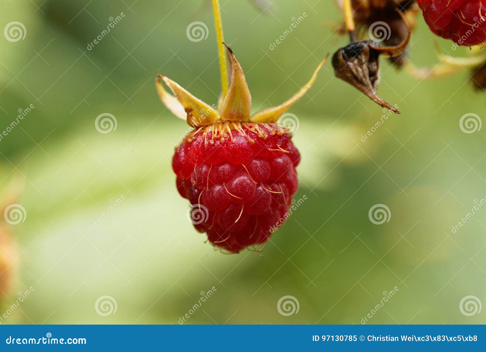 Red Raspberry, Rubus Idaeus Stock Image - Image of natural, wild: 97130785