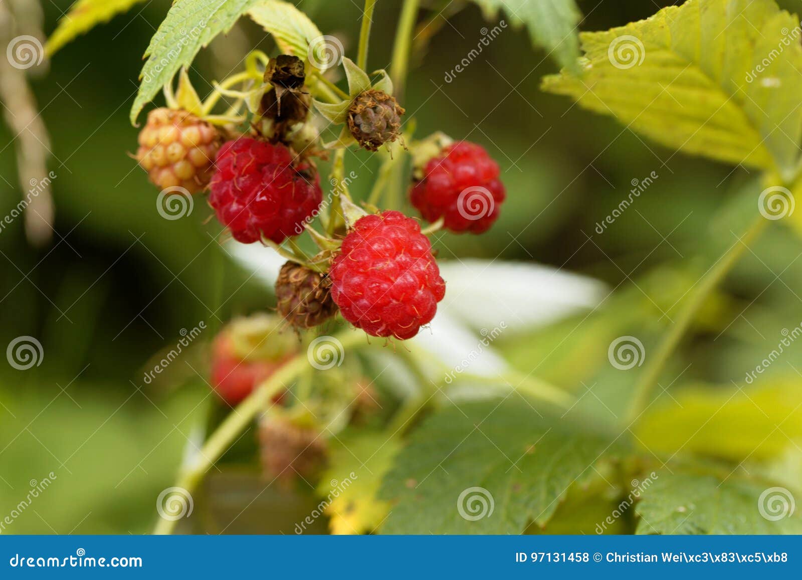 Red Raspberry, Rubus Idaeus Stock Photo - Image of tree, forest: 97131458