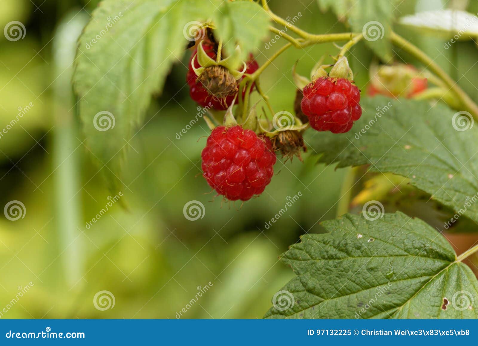 Red Raspberry, Rubus Idaeus Stock Image - Image of rubus, fruit: 97132225