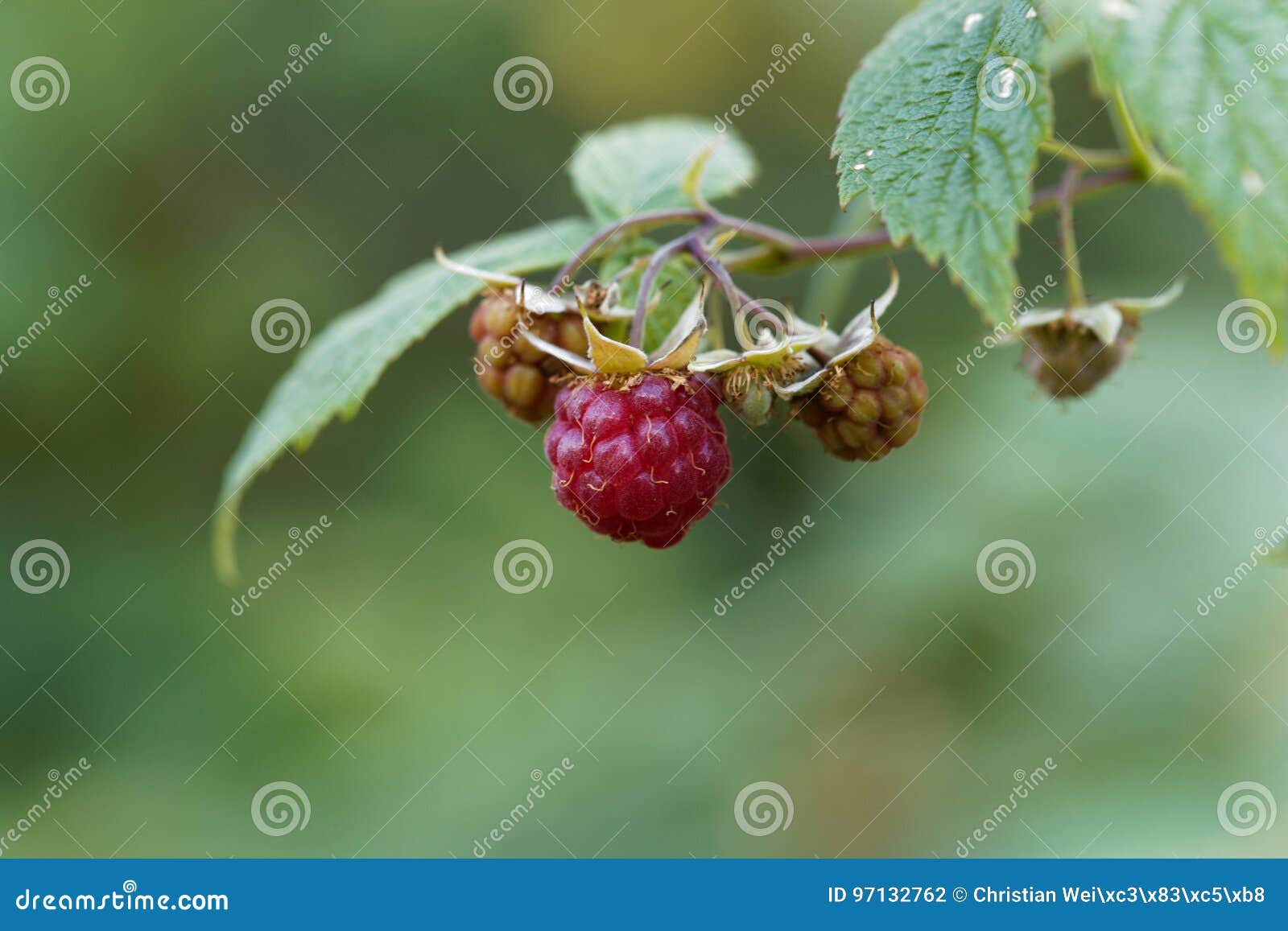 Red Raspberry, Rubus Idaeus Stock Photo - Image of fruit, food: 97132762