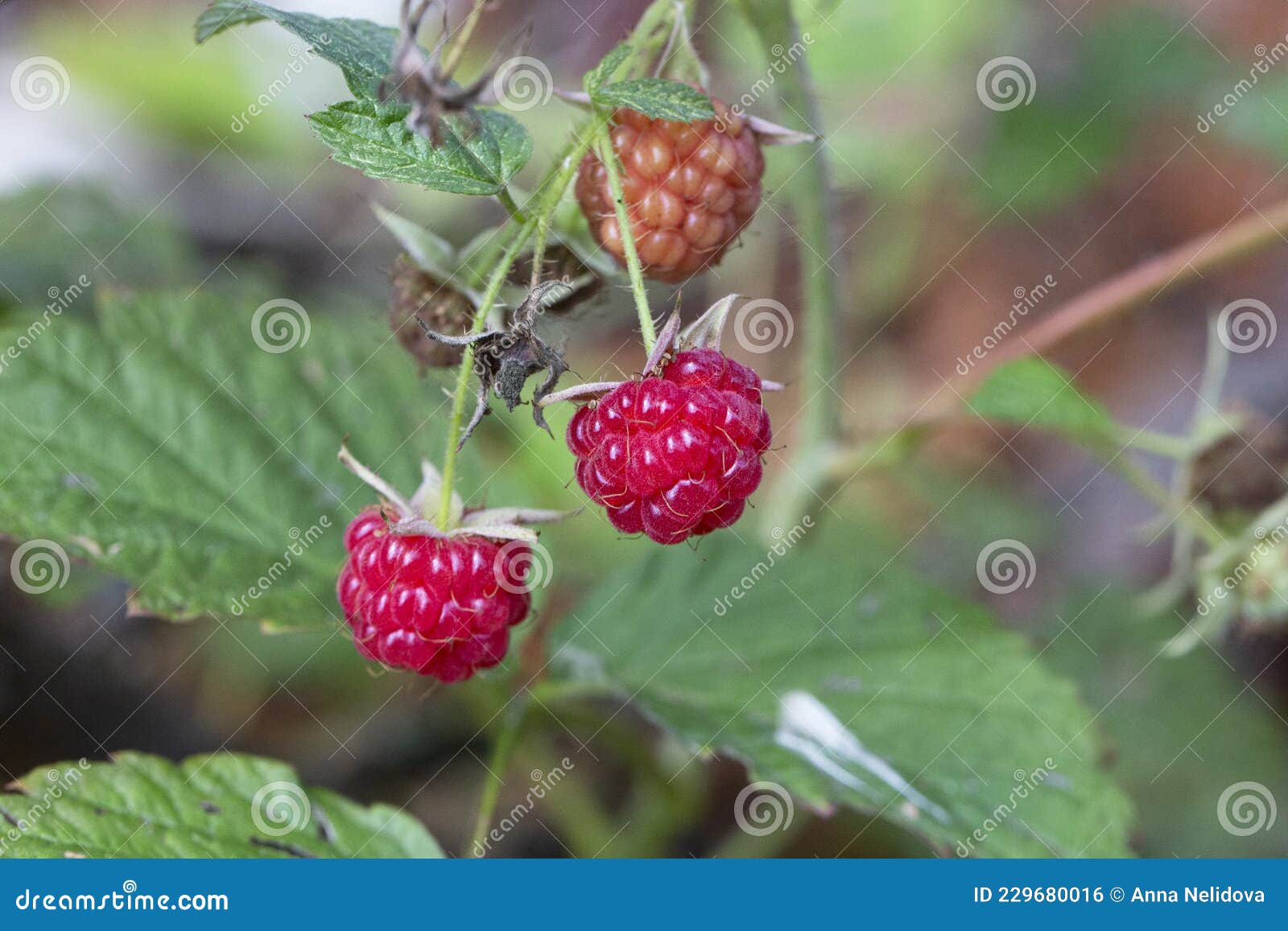 Red Raspberry Rubus Idaeus Close Up, Red Forest Berries Stock Photo ...