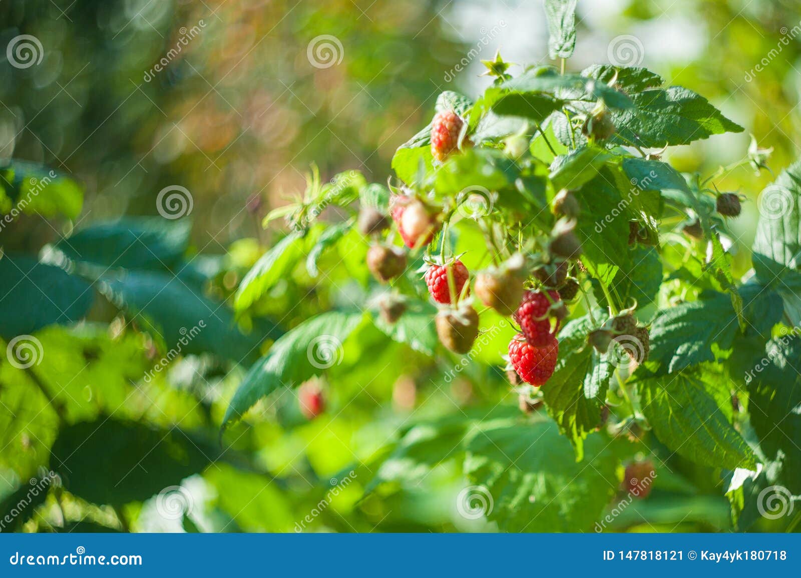 Red Raspberry Rubus Occidentalis of Berries Ripening Closeup Stock ...