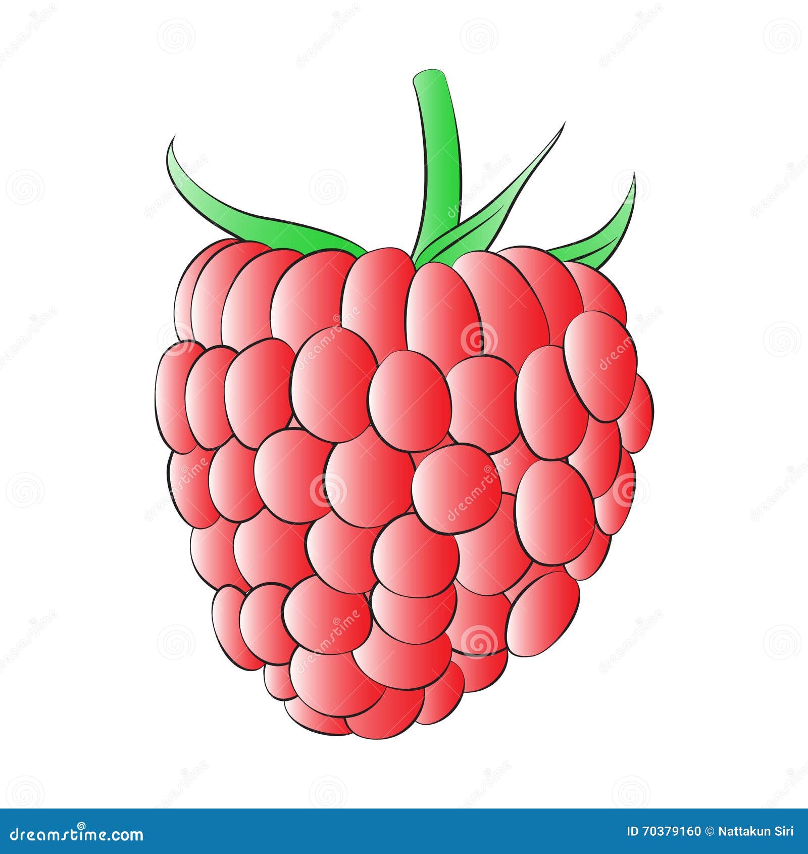 Red Raspberry stock illustration. Illustration of sweet - 70379160
