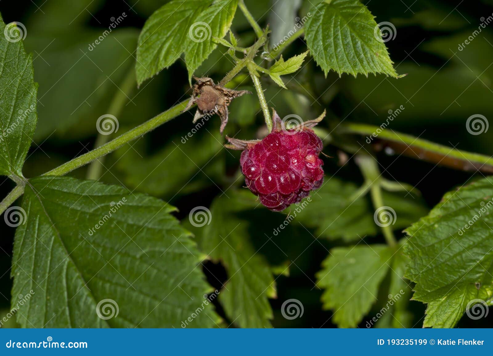 Red raspberry on vine stock image. Image of fresh, vine - 193235199