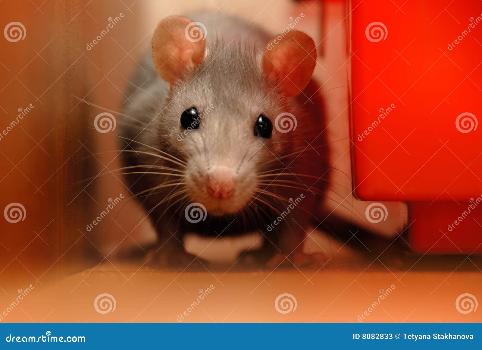 Red & Rat stock image. Image of vertebrate, inquisitive - 8082833