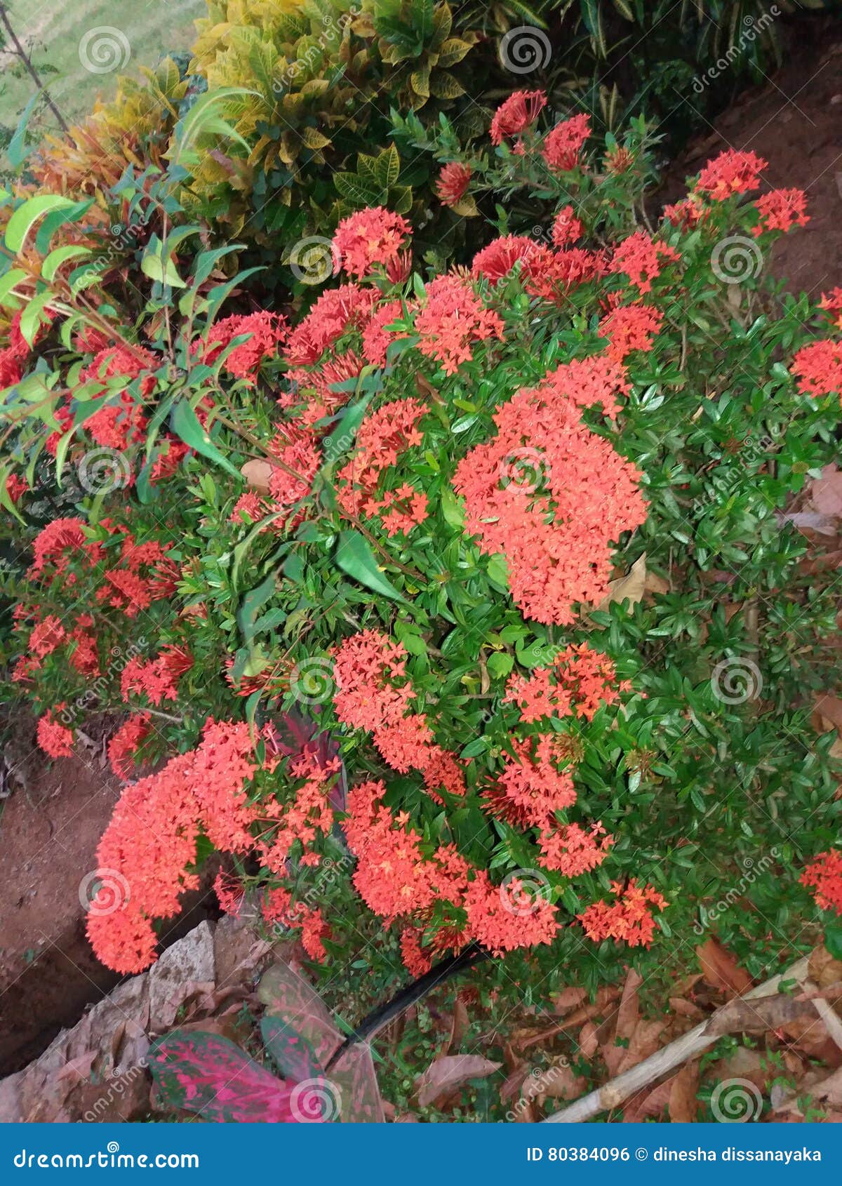 Red rathmal stock photo. Image of beauty, natural, flowers - 80384096