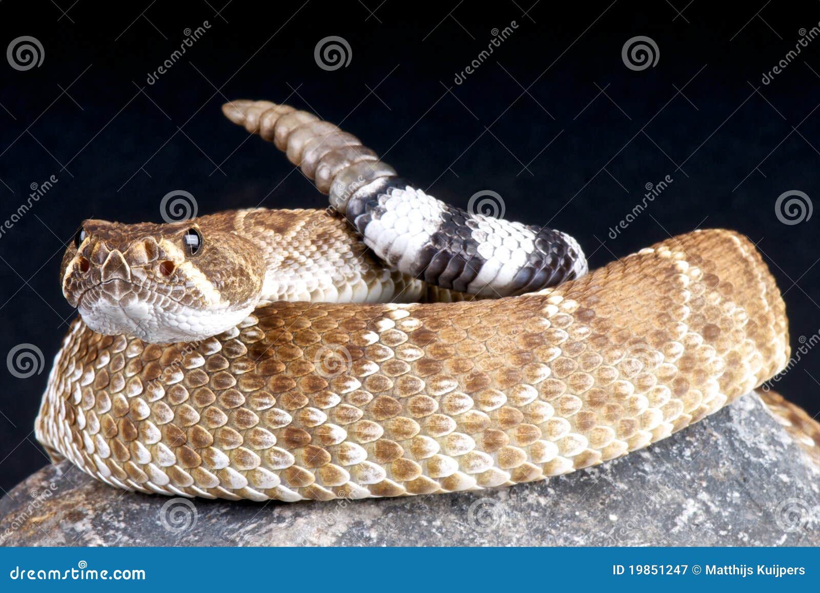 Red rattlesnake stock image. Image of crotalus, snake - 19851247