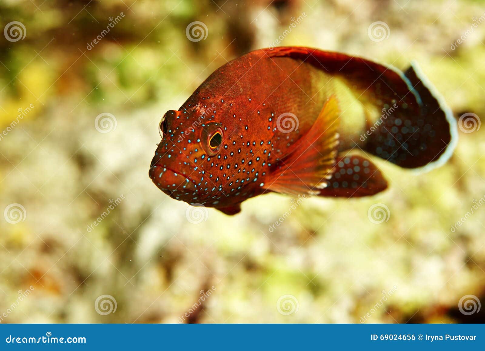 Red reef fish stock photo. Image of lessoniana, coral - 69024656